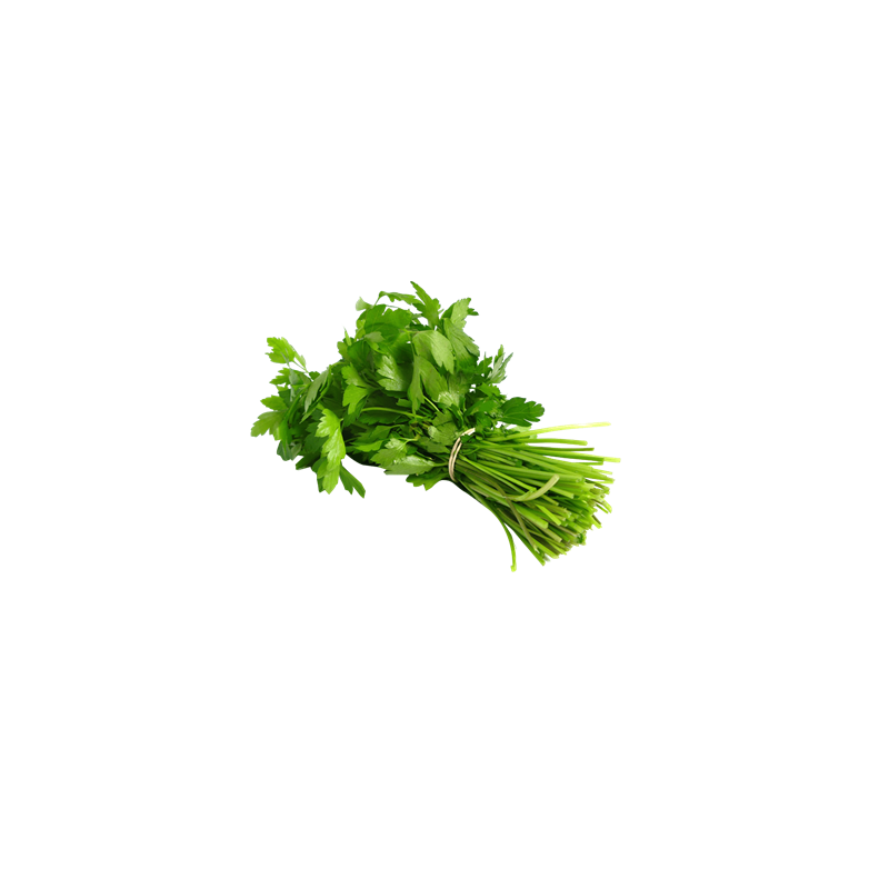 Cilantro mazo